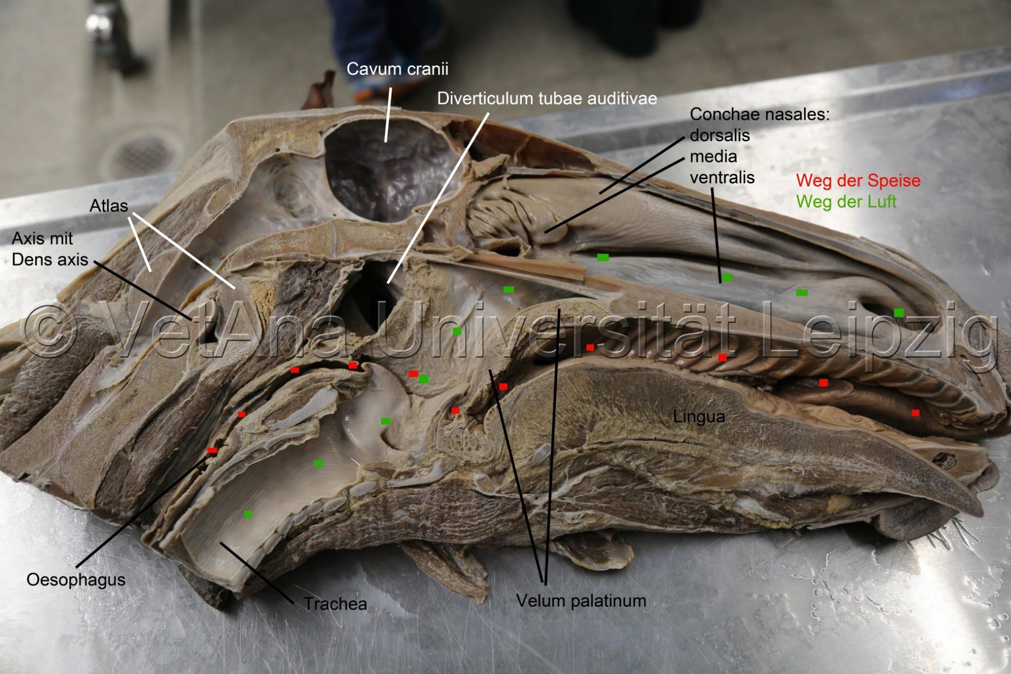 admin – Alexandra Otte | Pferdeosteopathie in Göttingen