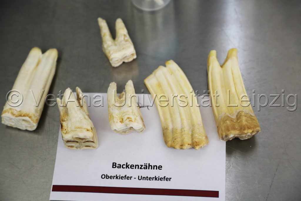 Einblicke ins Pferd: Zähne, Zähne, Zähne – Alexandra Otte ...