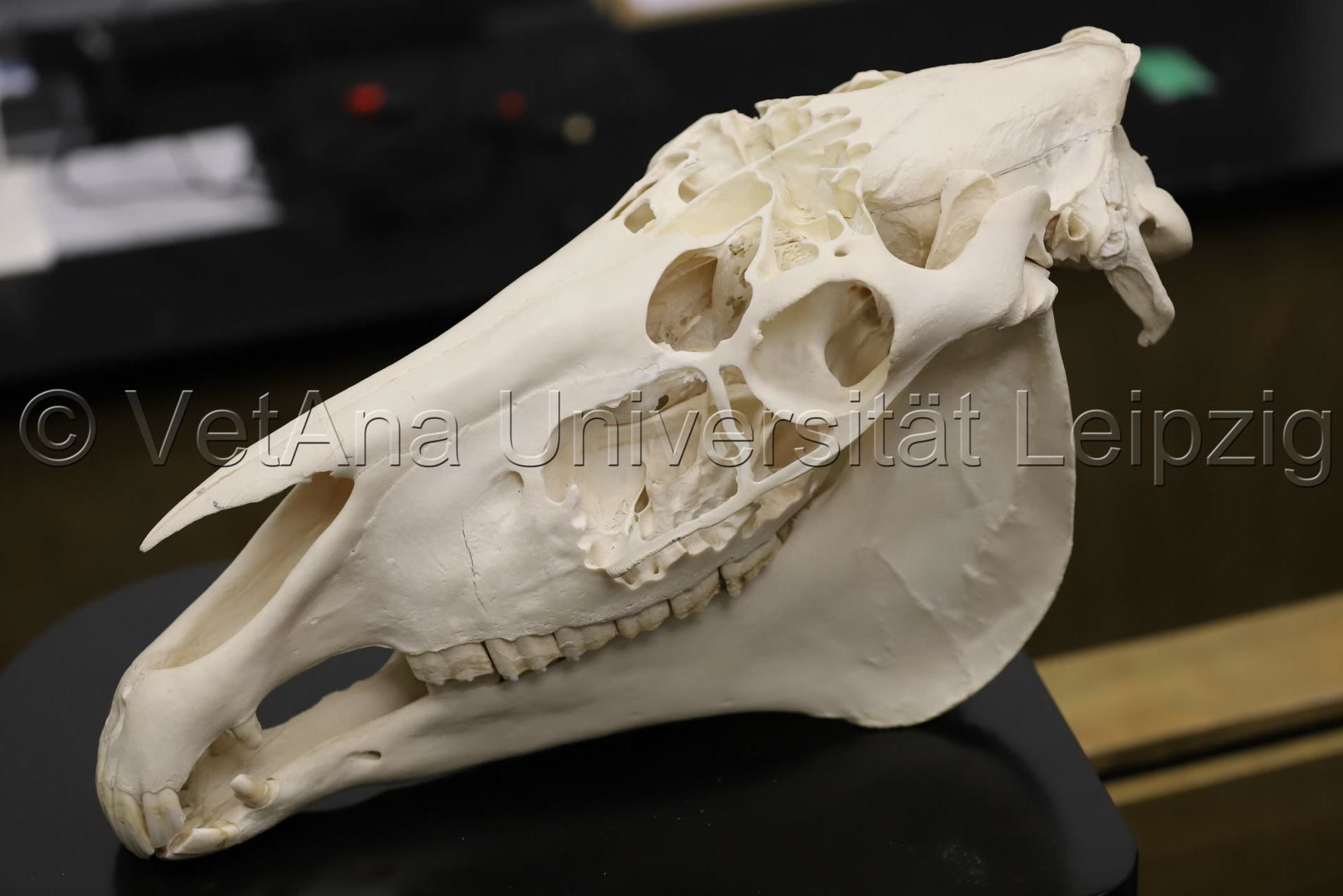 Einblicke ins Pferd: Zähne, Zähne, Zähne – Alexandra Otte ...