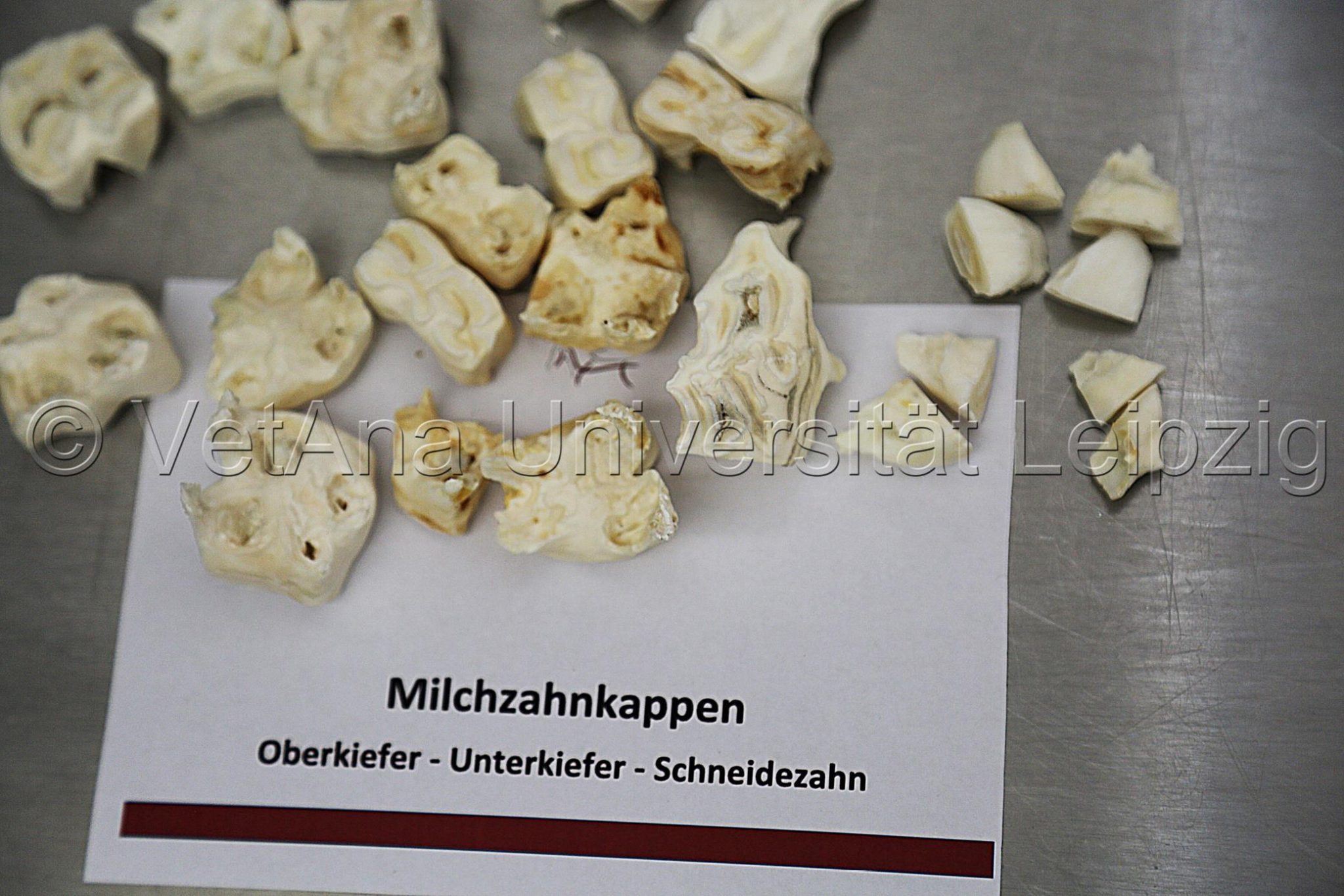 Einblicke ins Pferd: Zahnwechsel und Zahnaltersschätzung – Alexandra ...