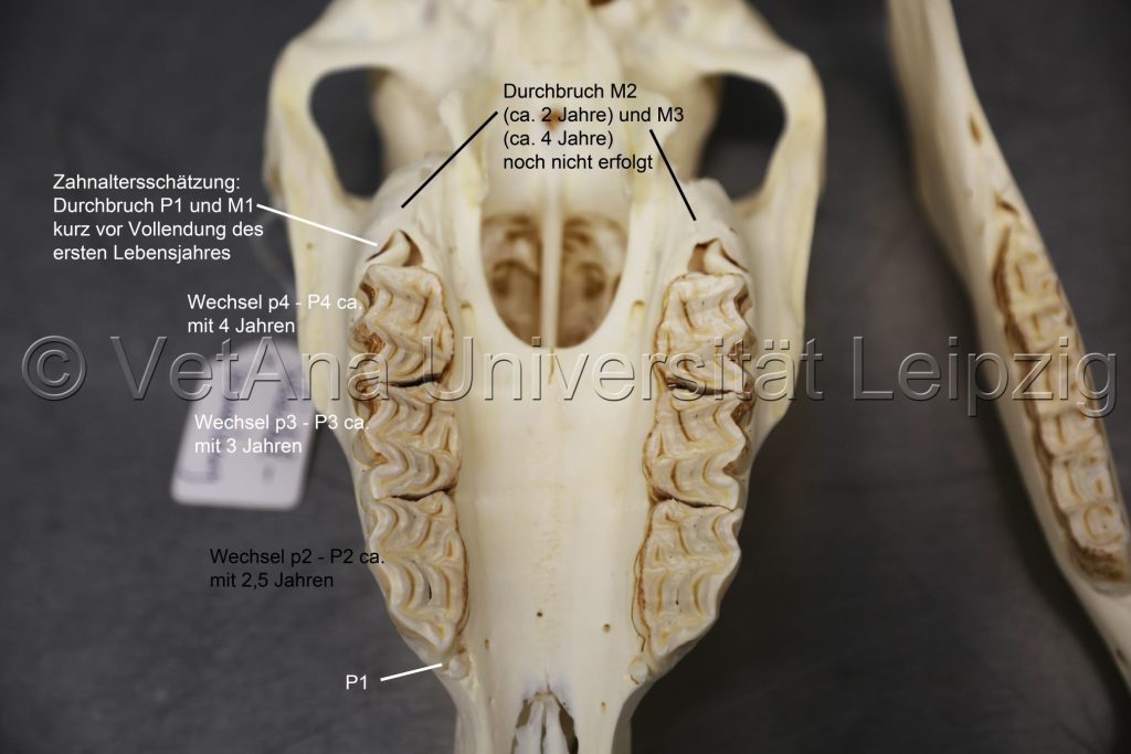 Einblicke ins Pferd: Zahnwechsel und Zahnaltersschätzung – Alexandra ...